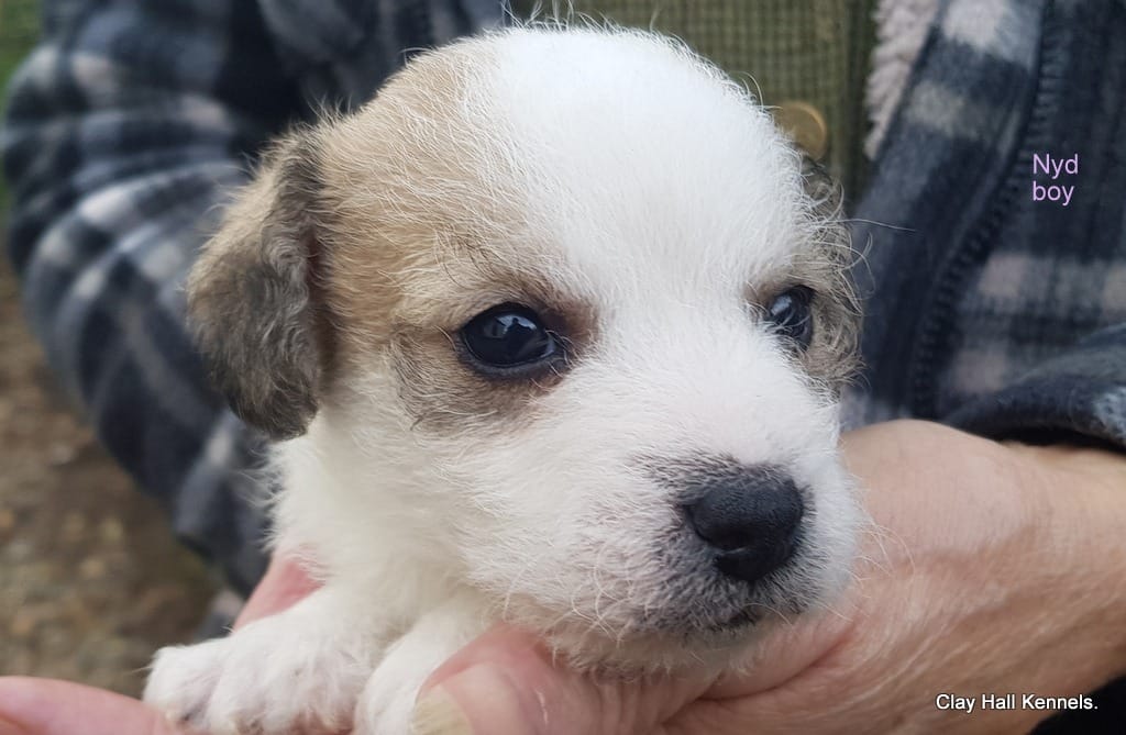 Clay Hall Kennels. puppies, with love and care.