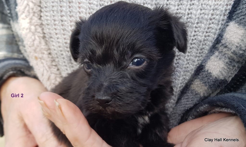 Clay Hall Kennels. puppies, with love and care.